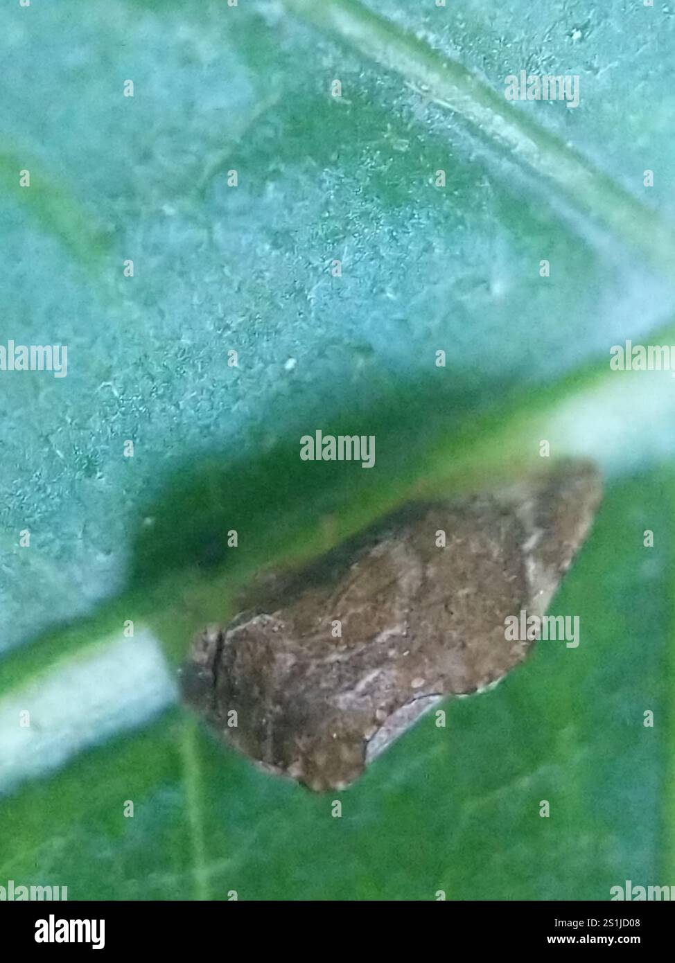 Keeled Treehopper (Entylia carinata Stock Photo - Alamy