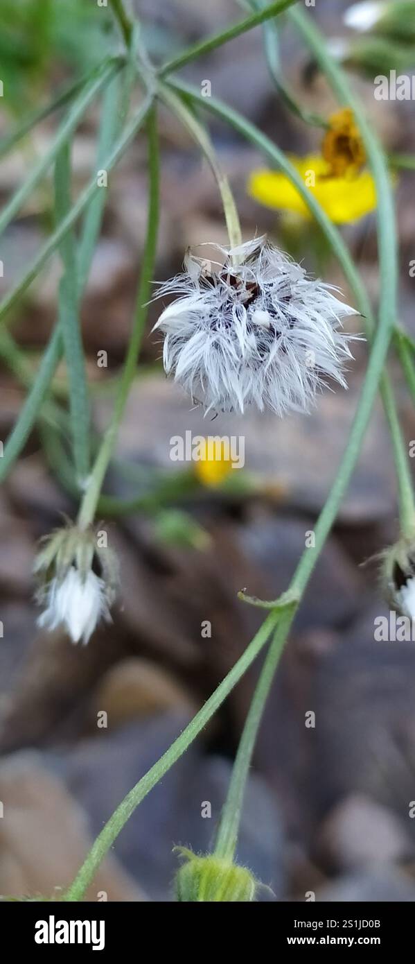 narrow-leaved hawksbeard (Crepis tectorum Stock Photo - Alamy