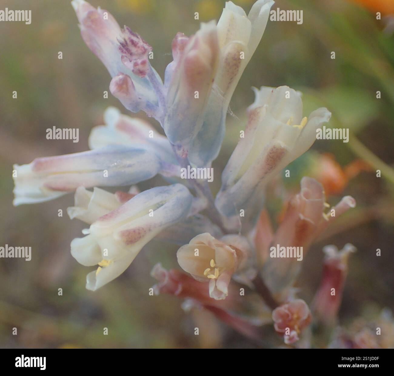 Banded Viooltjie (Lachenalia unifolia Stock Photo - Alamy