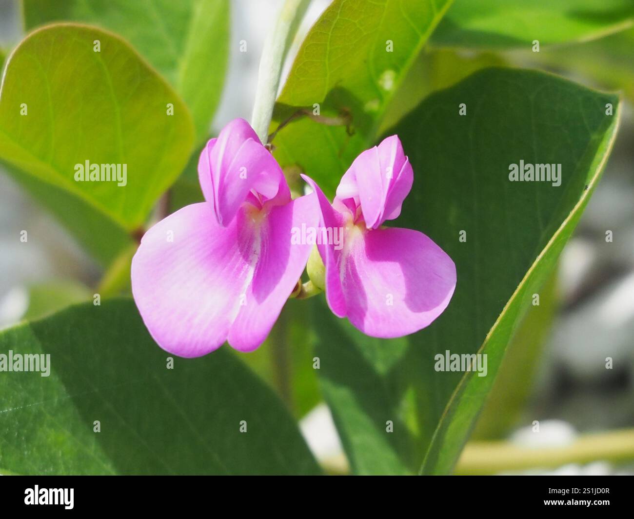 Beach Bean (Canavalia rosea Stock Photo - Alamy