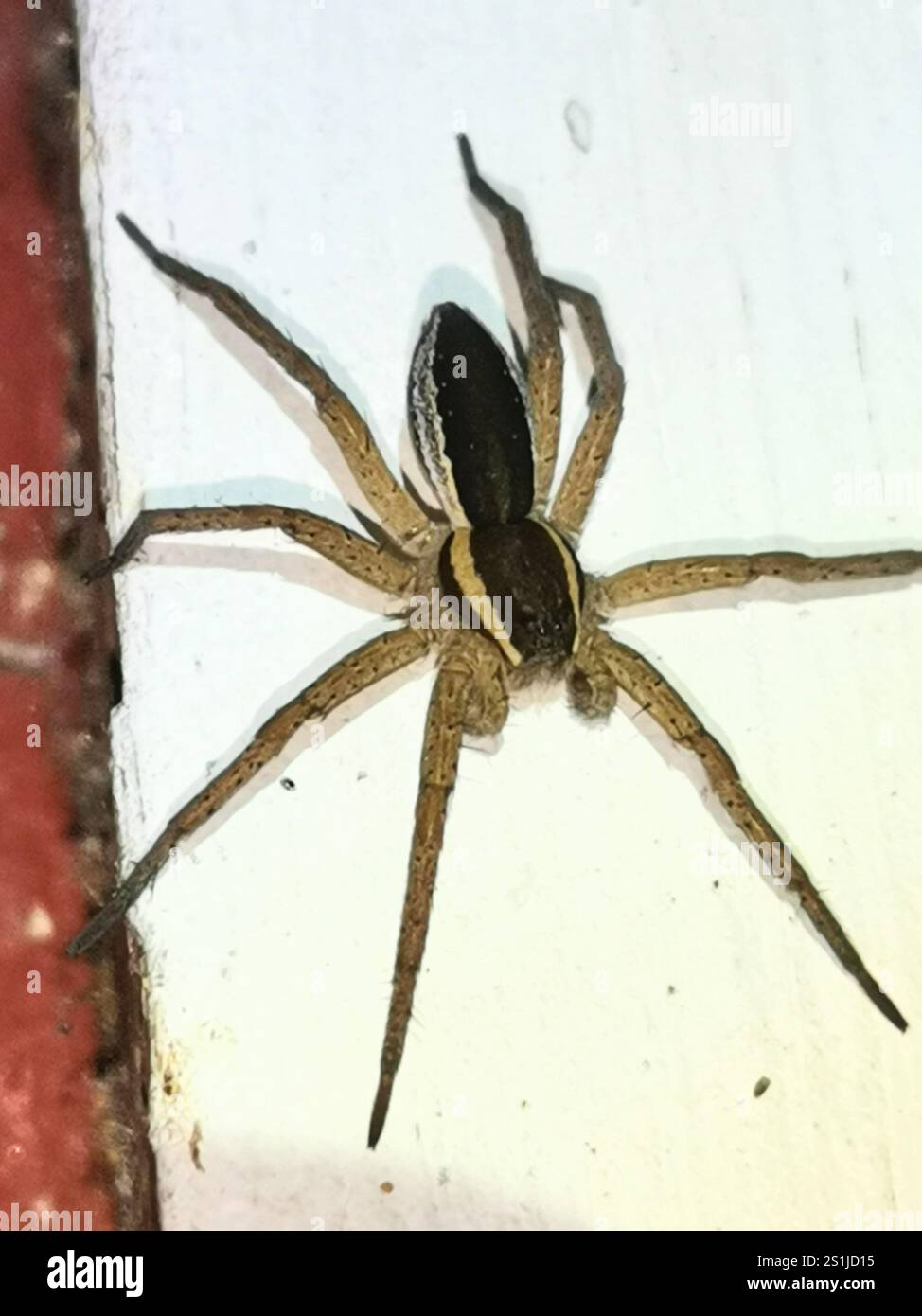 Raft Spider (Dolomedes fimbriatus Stock Photo - Alamy