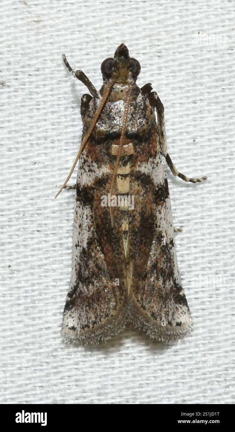 Scale-feeding Snout (Laetilia coccidivora Stock Photo - Alamy