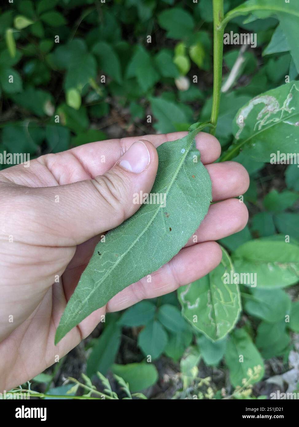 Arrow-leaved Aster (Symphyotrichum urophyllum Stock Photo - Alamy