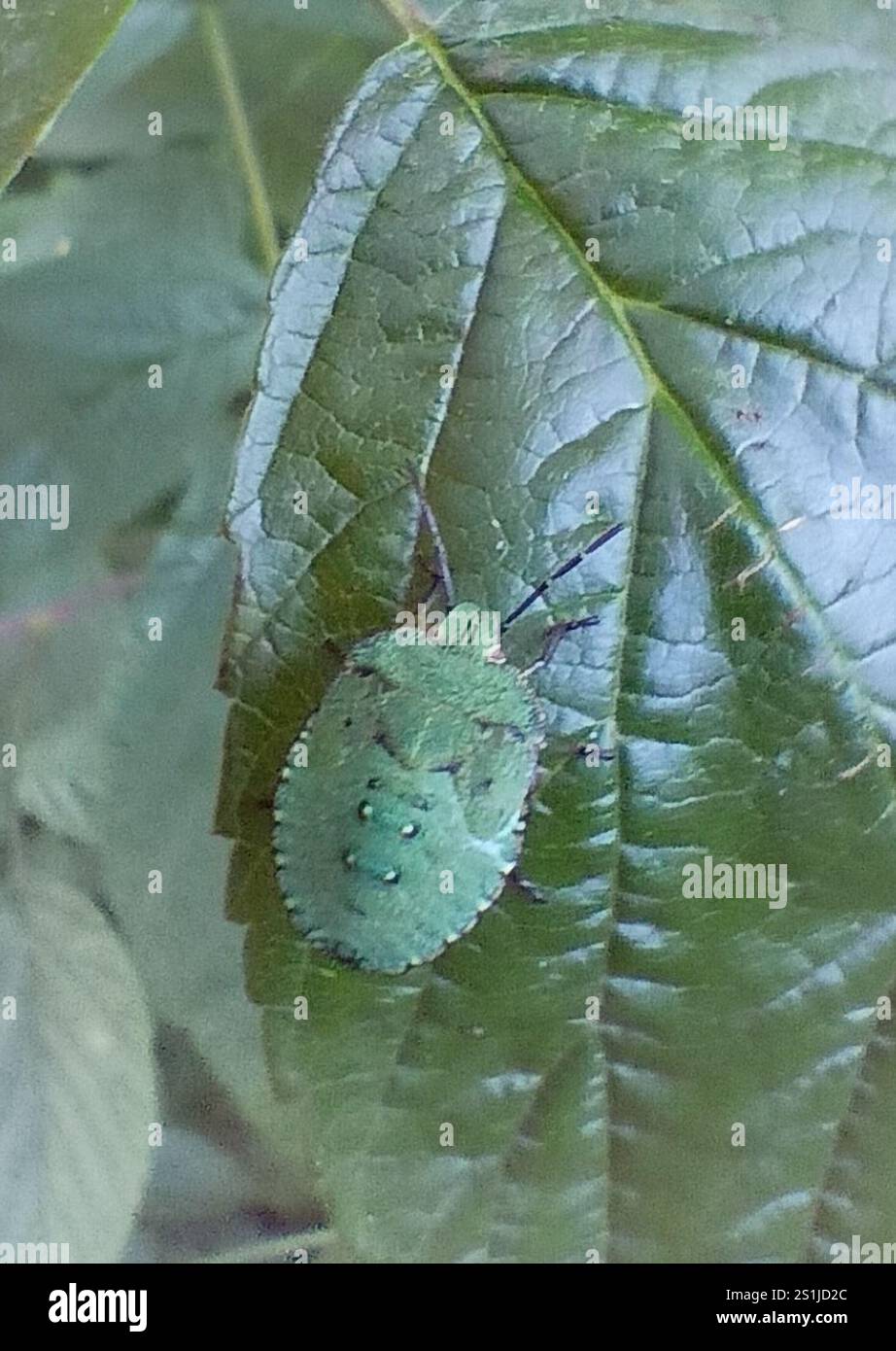 Green Shield Bug (Palomena prasina Stock Photo - Alamy