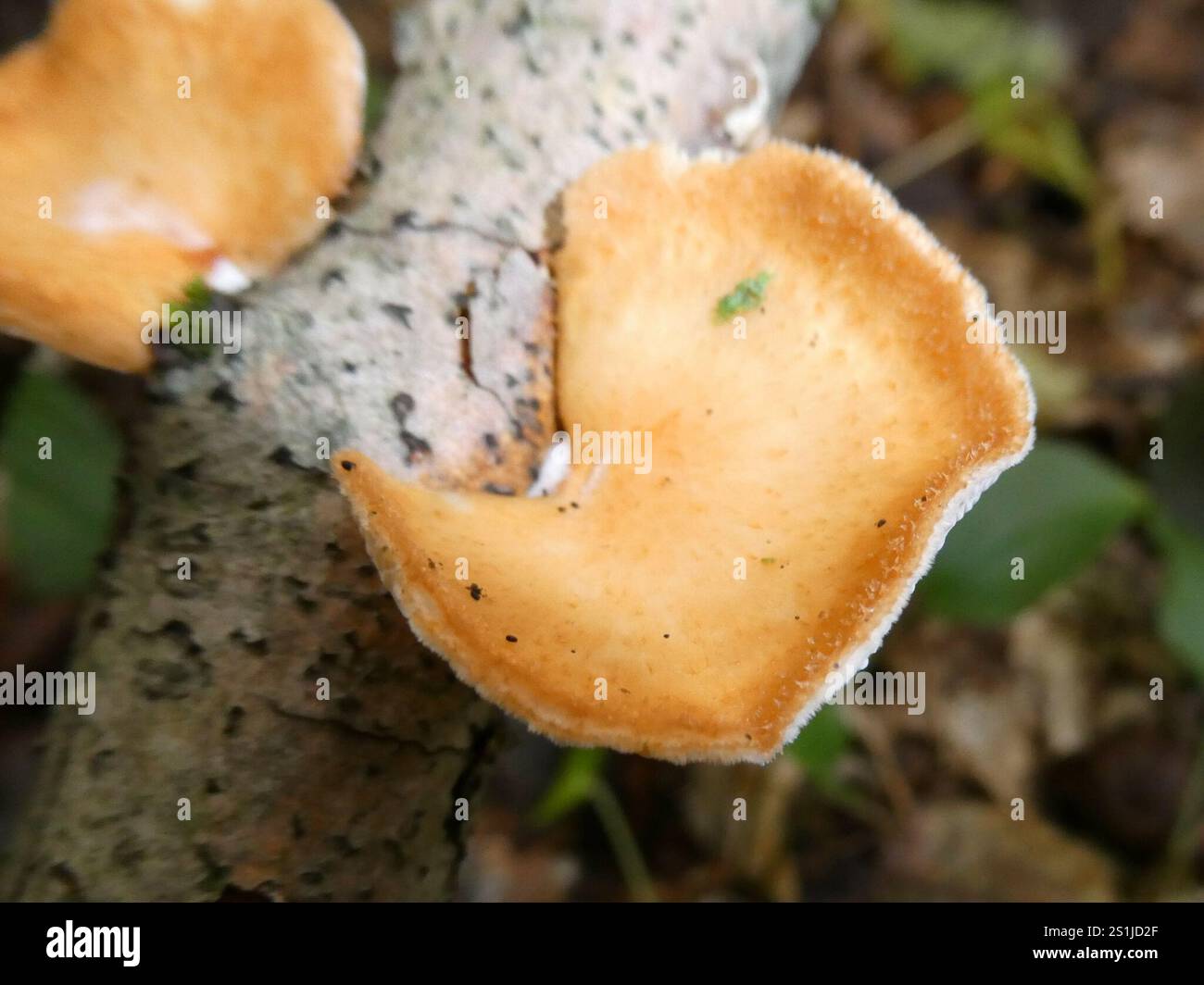 hexagonal-pored polypore (Neofavolus alveolaris Stock Photo - Alamy