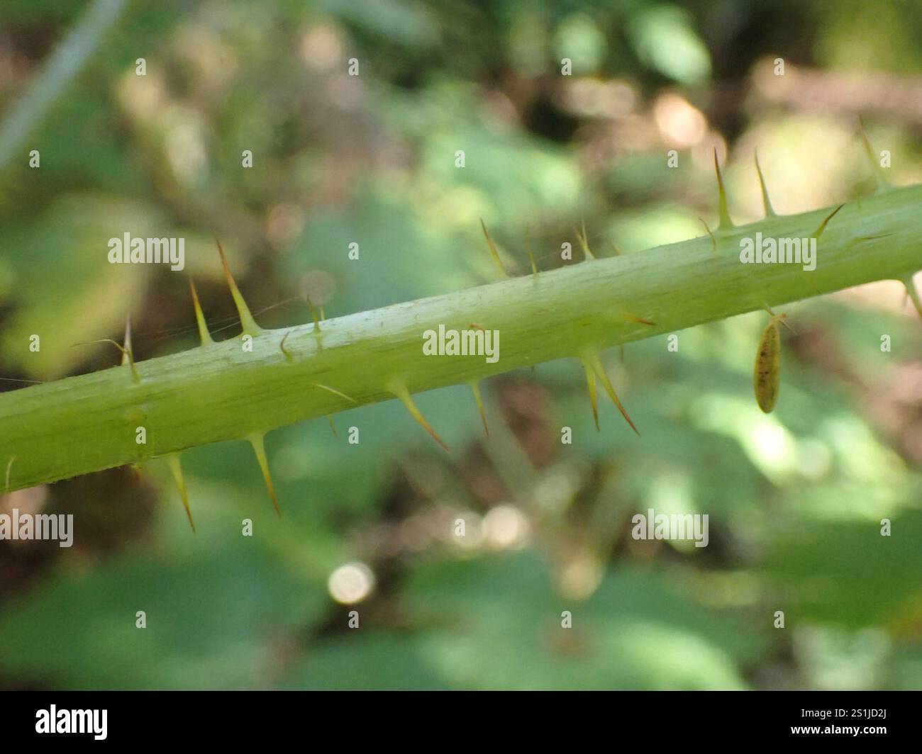 Devil's Club (Oplopanax horridus Stock Photo - Alamy