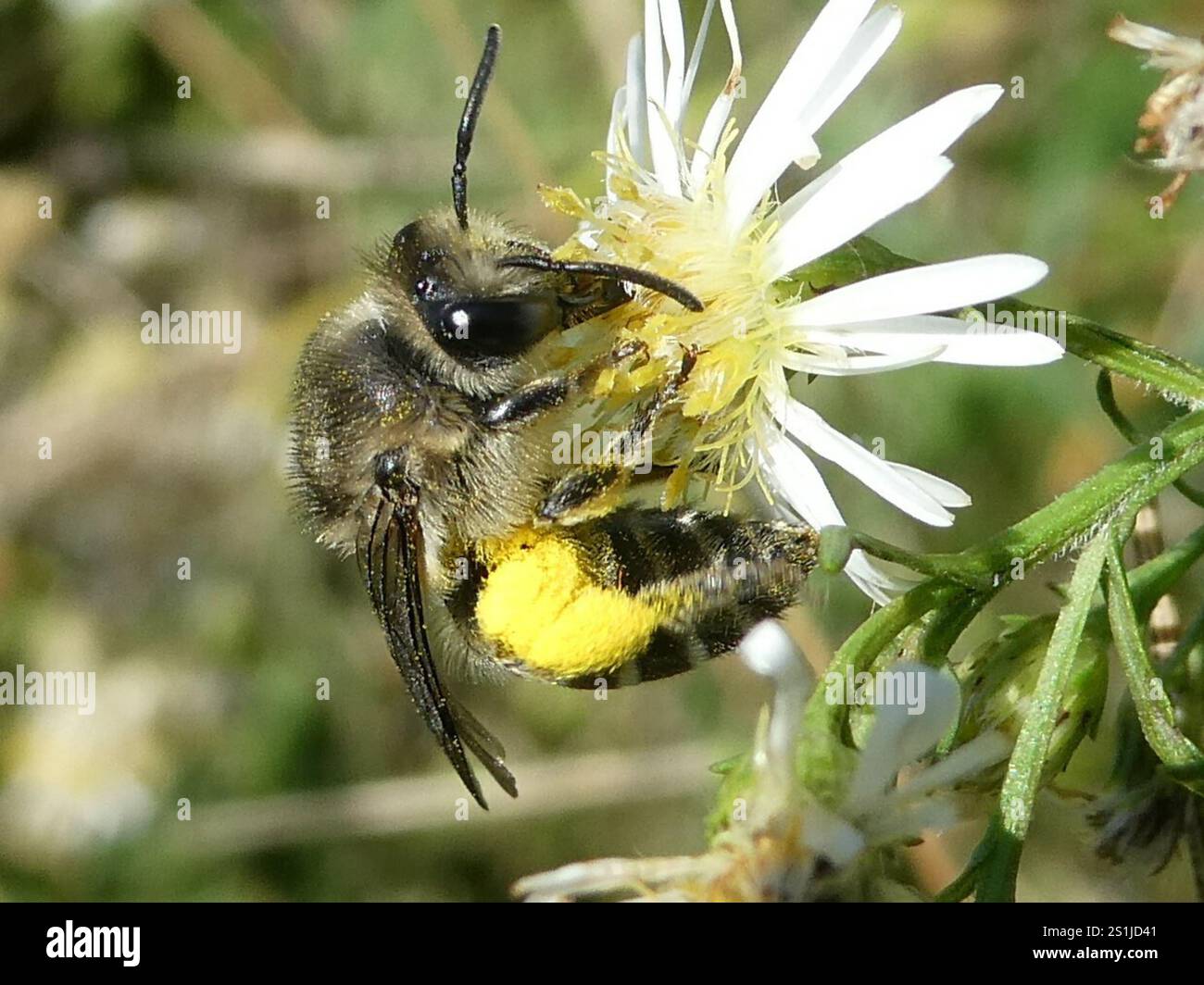 Aster Cellophane Bee (Colletes compactus Stock Photo - Alamy