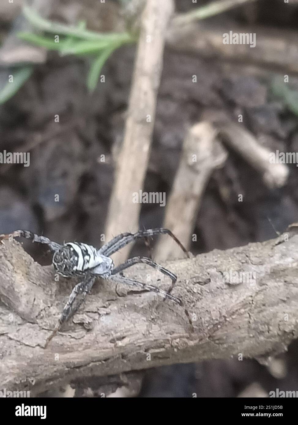 Saint Andrew's Cross Spider (Argiope keyserlingi Stock Photo - Alamy