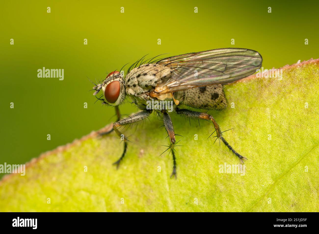 Common tiger fly predator looking for its meal on a summer afternoon ...