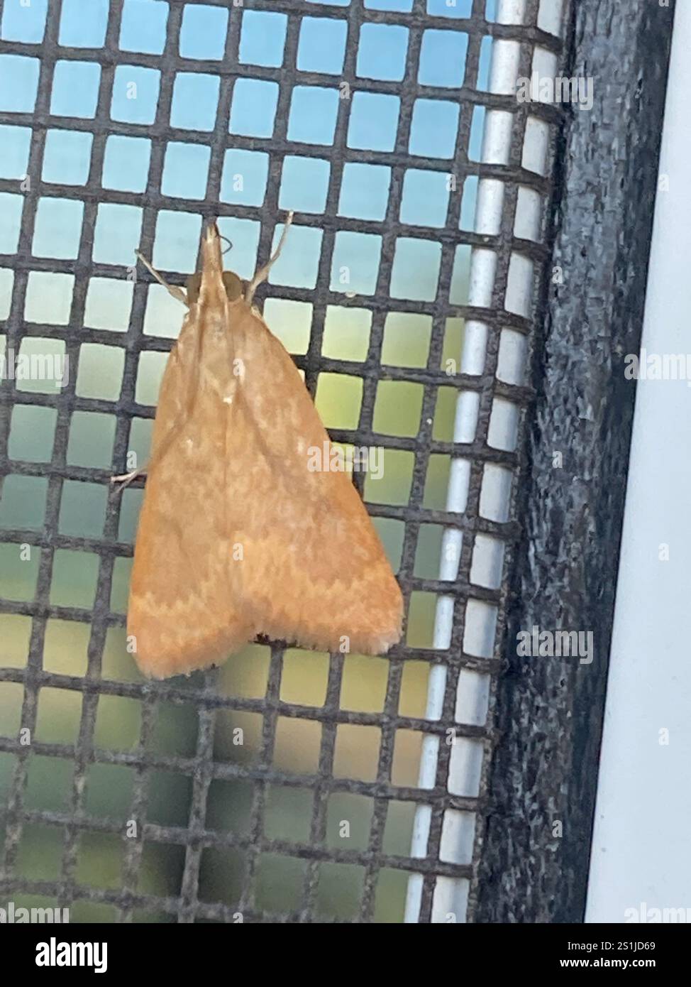 Garden Webworm Moth (Achyra rantalis Stock Photo - Alamy