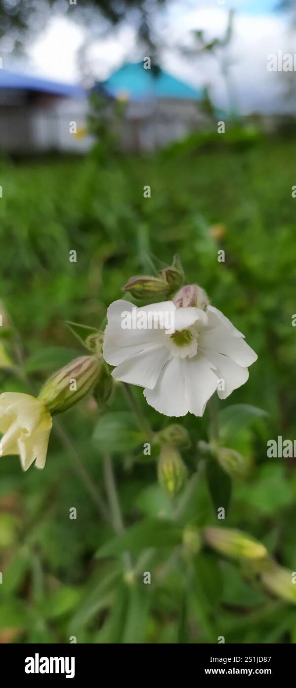 evening lychnis (Silene latifolia alba Stock Photo - Alamy