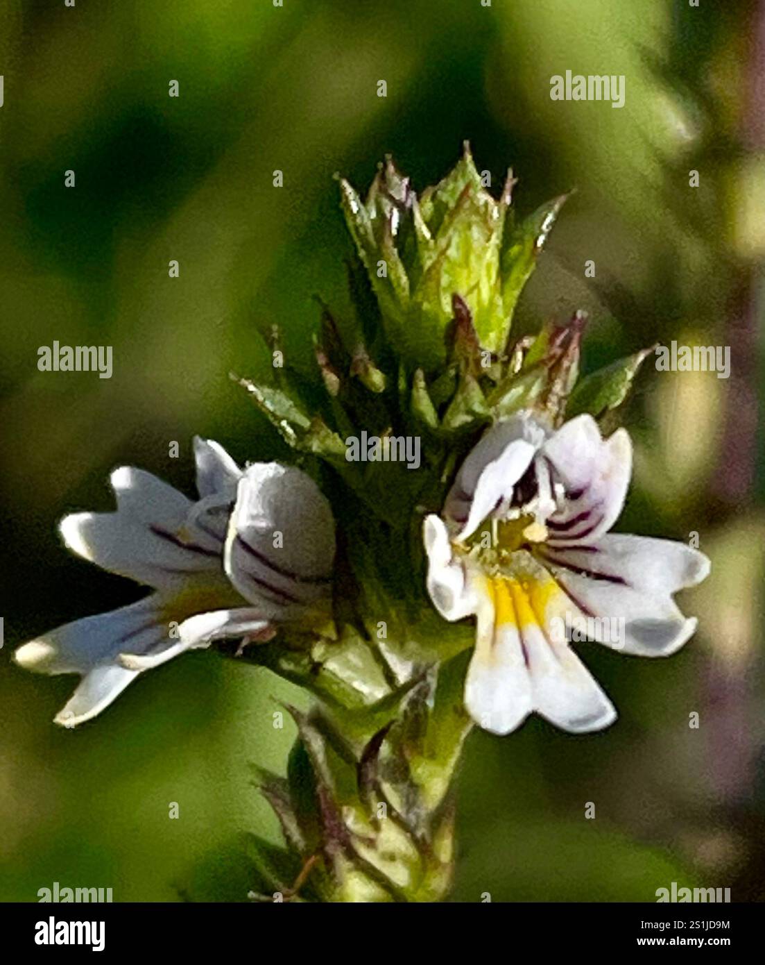 Common Eyebright (Euphrasia nemorosa Stock Photo - Alamy