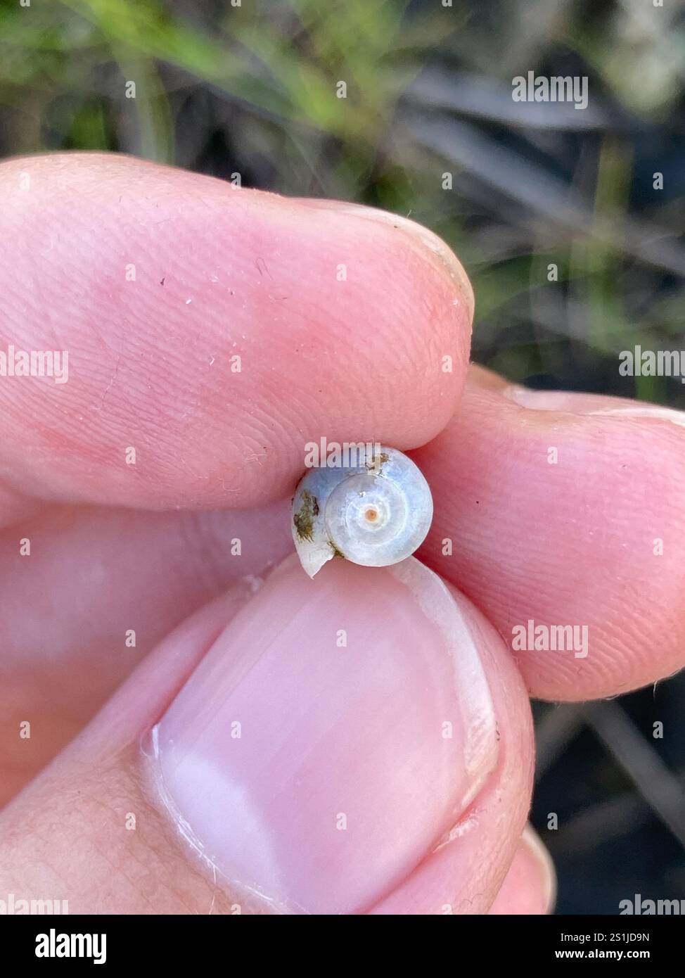 Bladder Snails (Physidae Stock Photo - Alamy