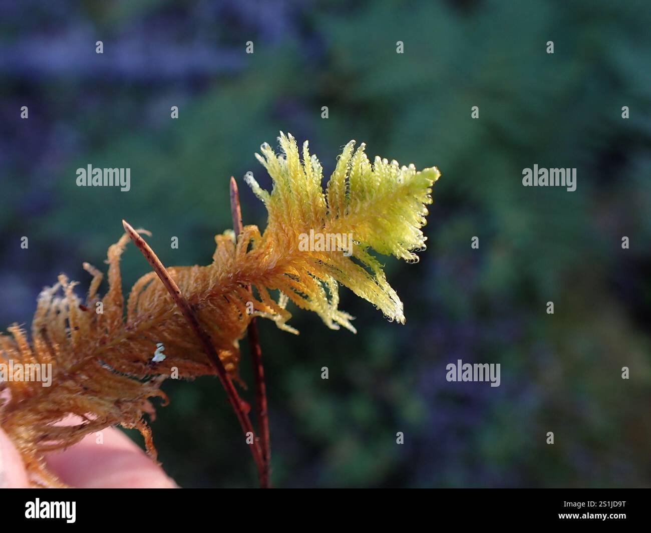 Ostrich-plume Moss (Ptilium crista-castrensis Stock Photo - Alamy