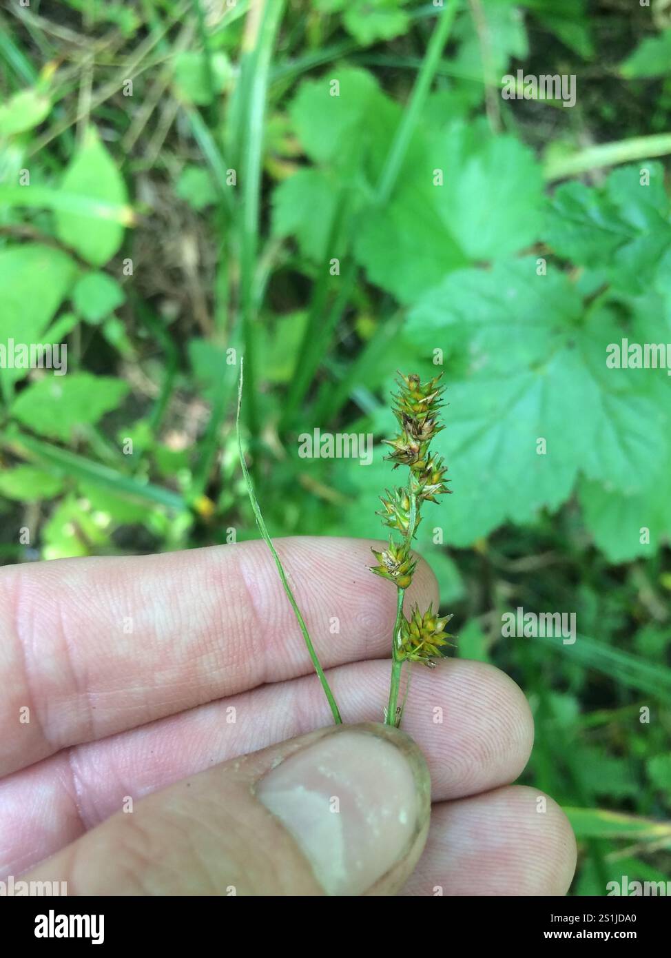bur reed sedge (Carex sparganioides Stock Photo - Alamy