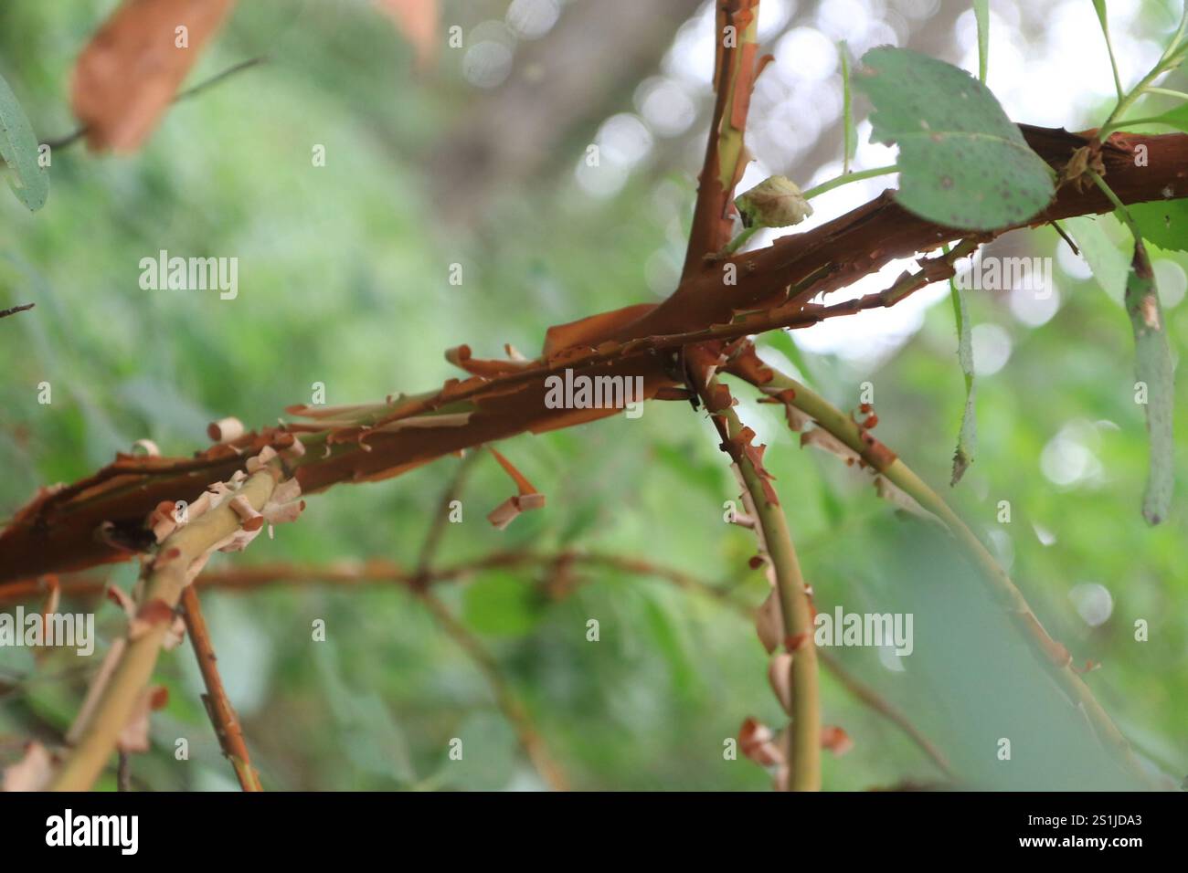 Pacific madrone (Arbutus menziesii Stock Photo - Alamy