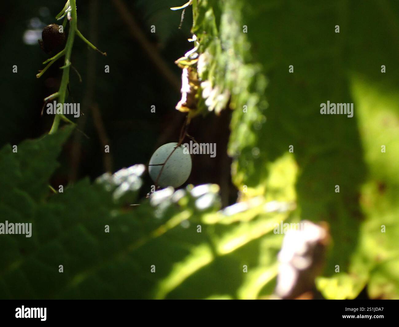 Stink Currant (Ribes bracteosum Stock Photo - Alamy