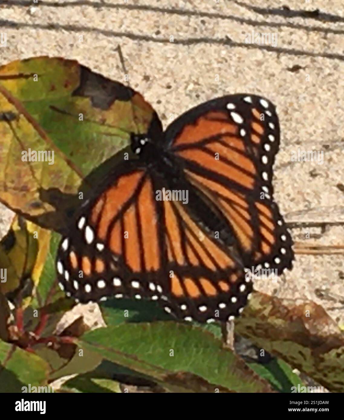 Viceroy (Limenitis archippus Stock Photo - Alamy