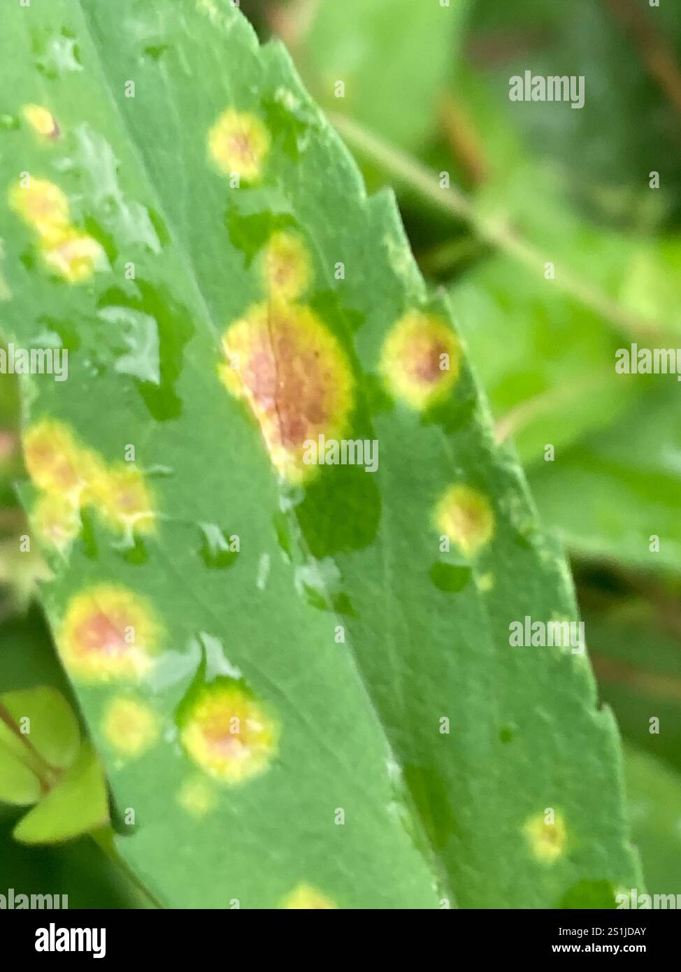 rust fungi (Pucciniales Stock Photo - Alamy