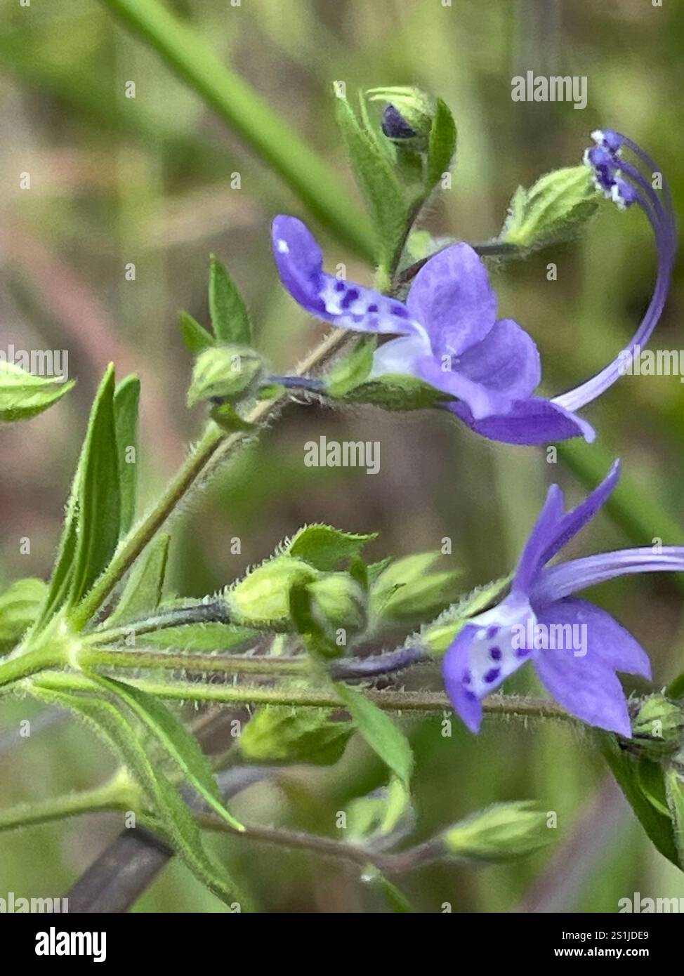 Blue Curls (Trichostema dichotomum Stock Photo - Alamy