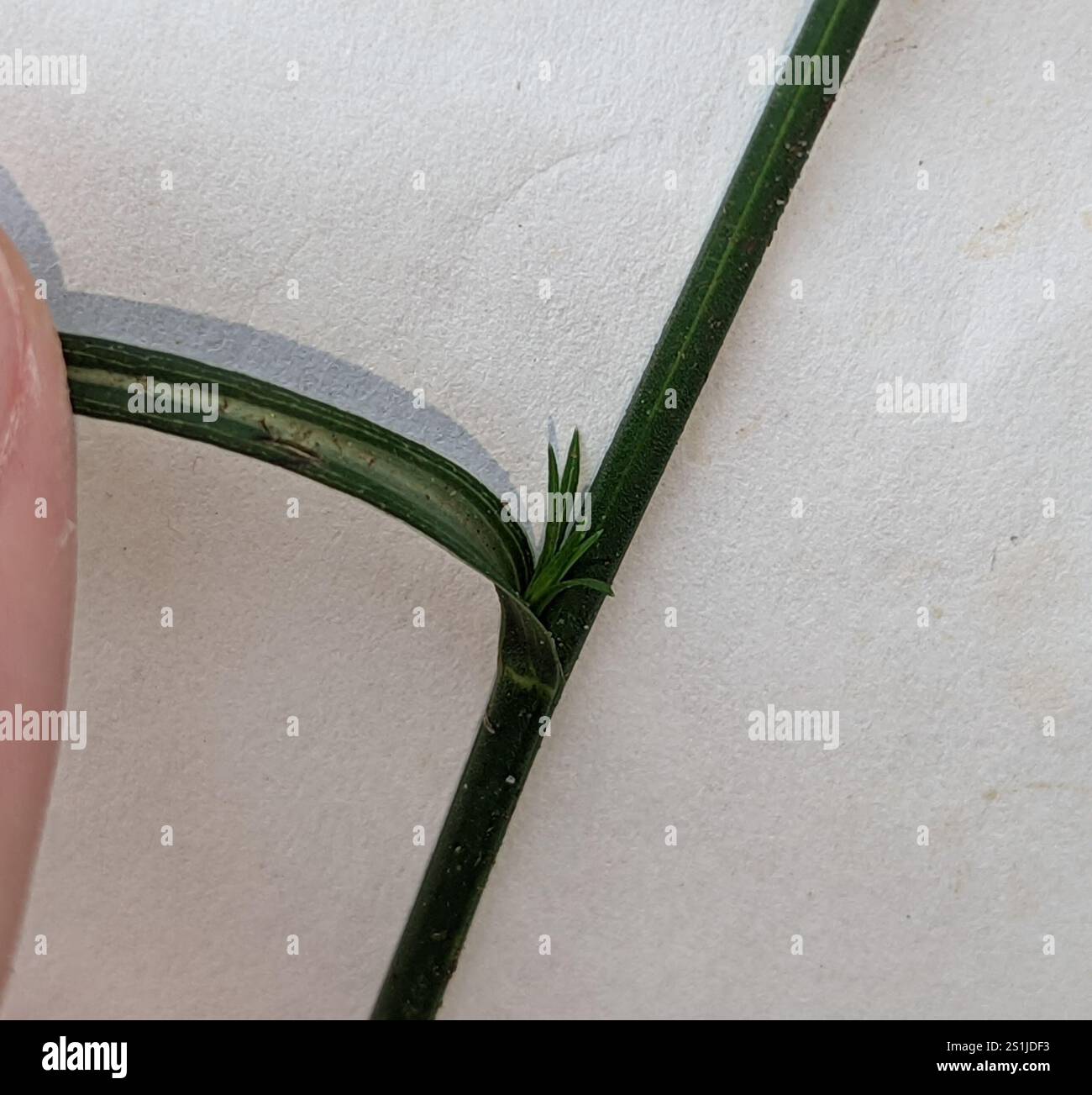 Bahaman aster (Symphyotrichum bahamense Stock Photo - Alamy