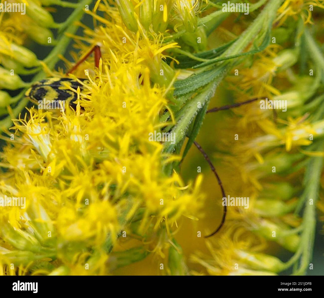 Locust Borer (Megacyllene robiniae Stock Photo - Alamy