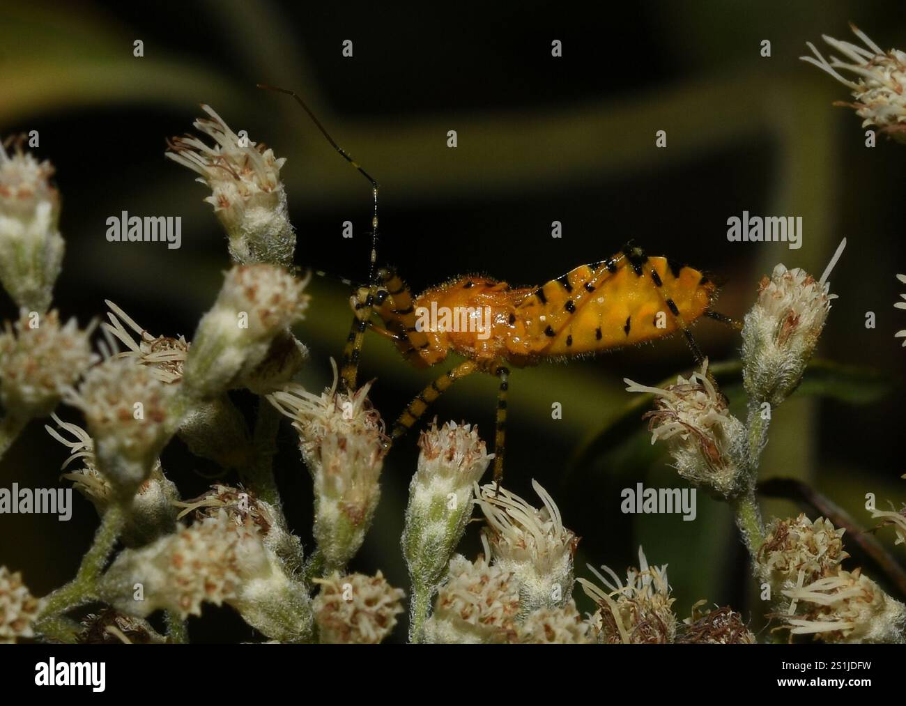 Orange Assassin Bug (Pselliopus barberi Stock Photo - Alamy