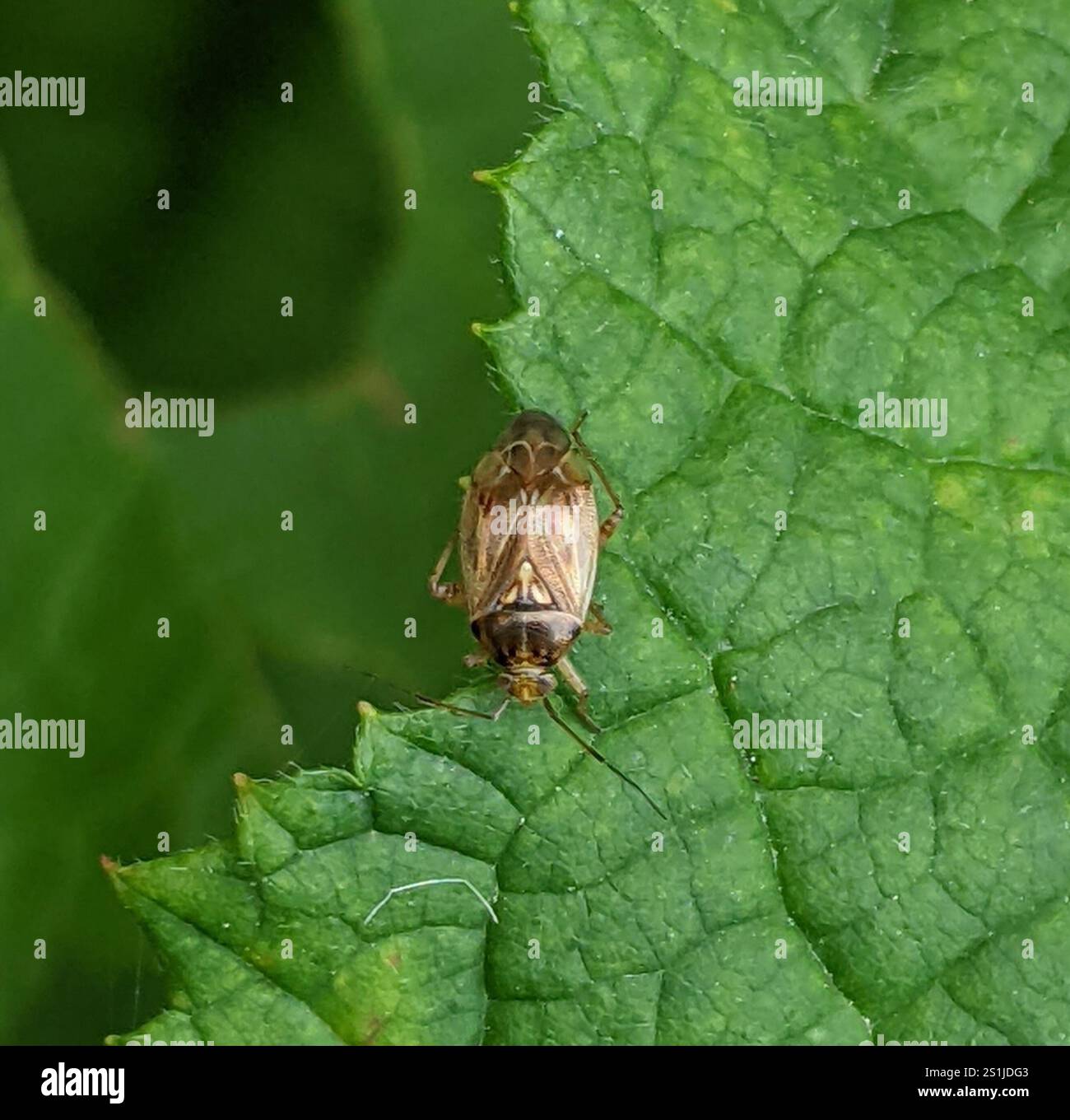 North American Tarnished Plant Bug (Lygus lineolaris Stock Photo - Alamy