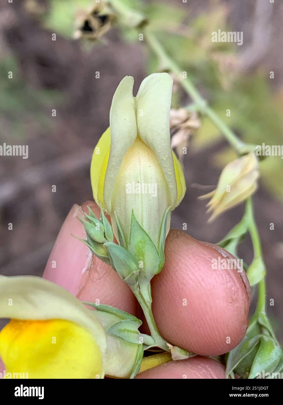Balkan toadflax (Linaria dalmatica Stock Photo - Alamy