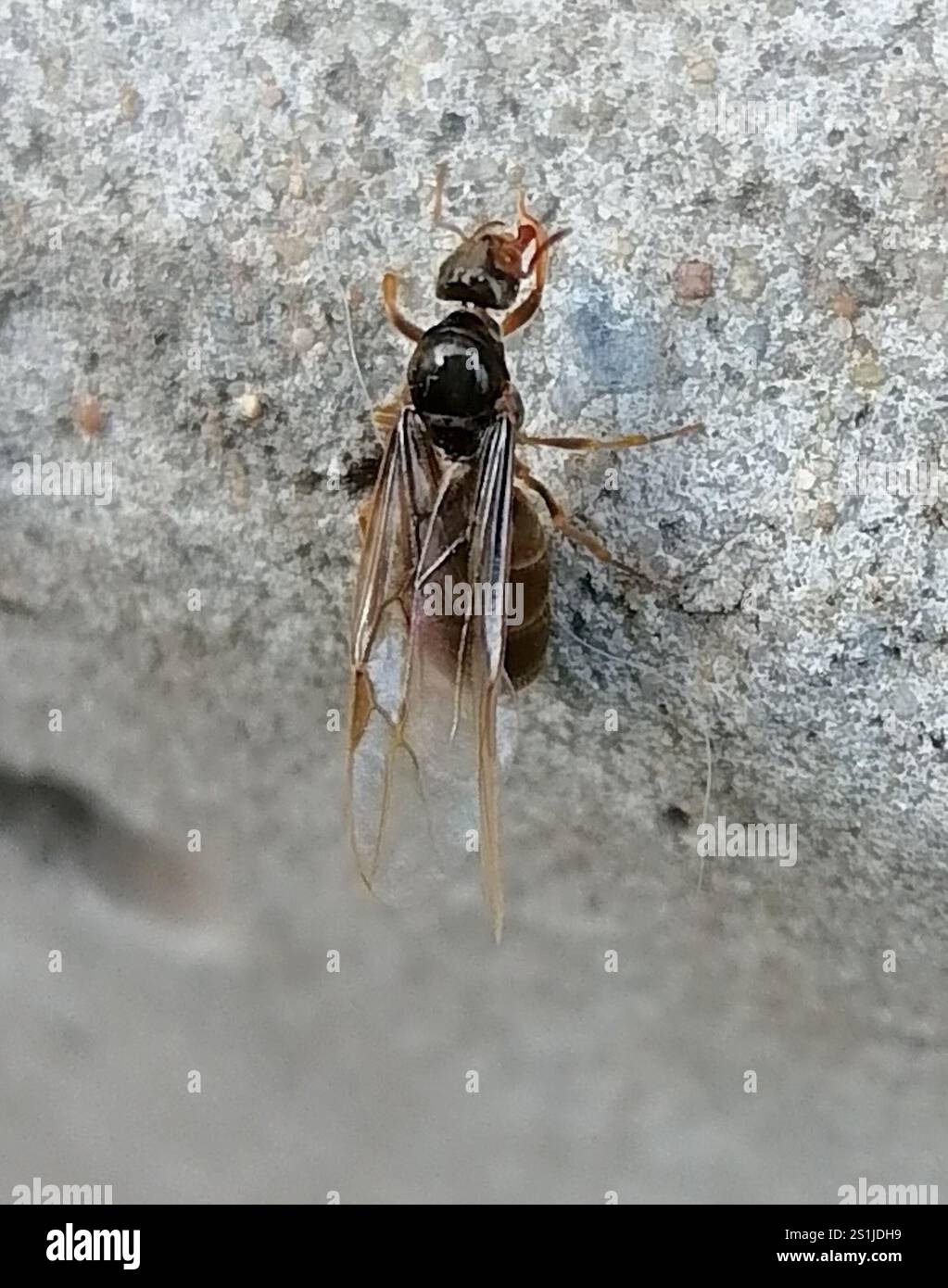 Citronella Ants, Fuzzy Ants, and Allies (Lasius Stock Photo - Alamy