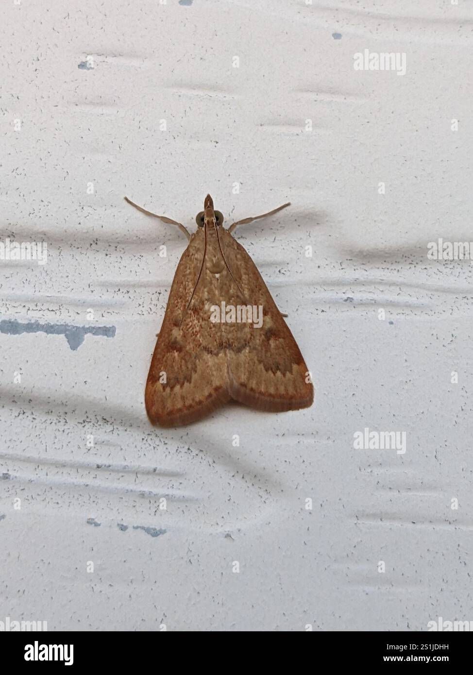 Garden Webworm Moth (Achyra rantalis Stock Photo - Alamy