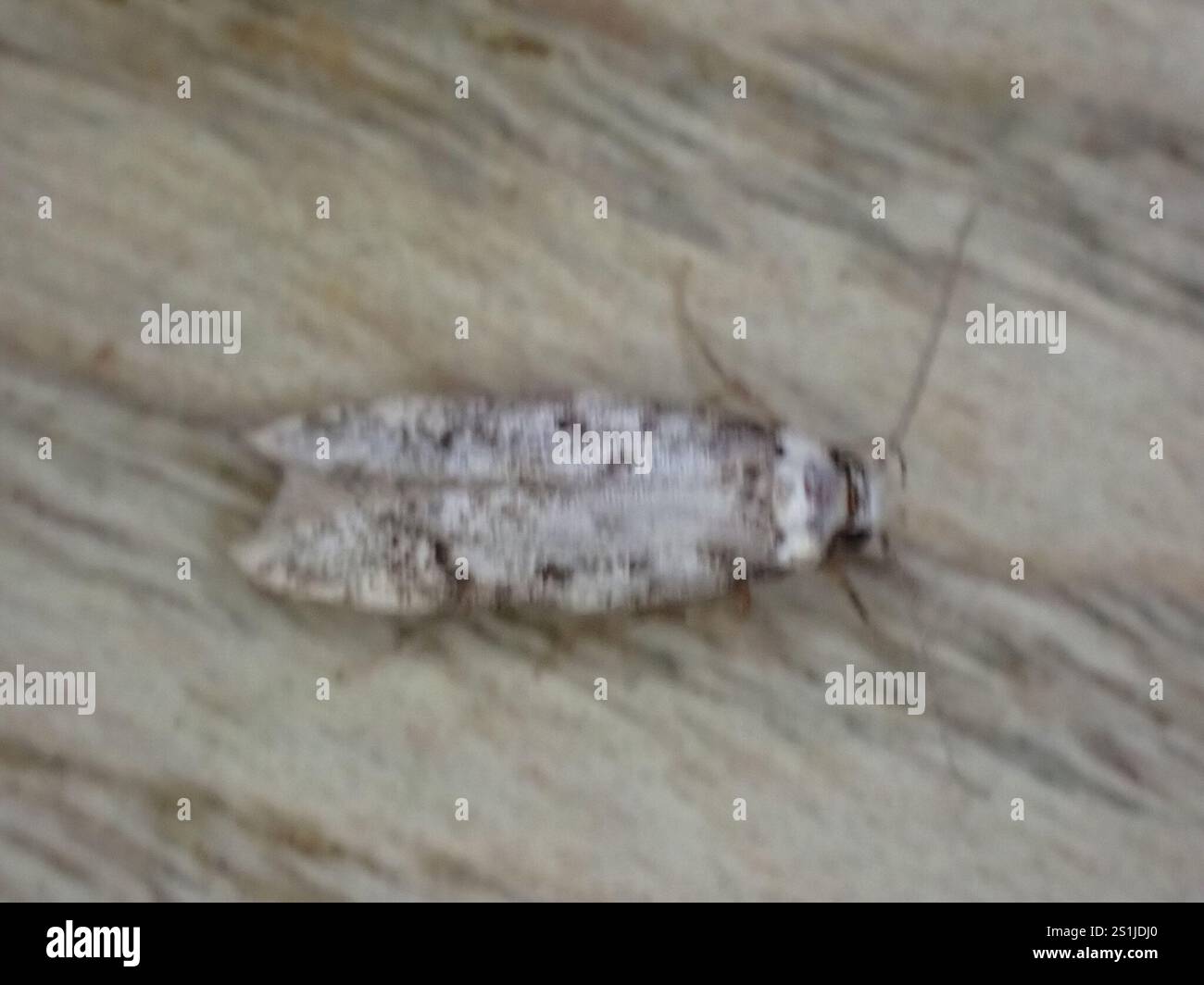 White-shouldered House Moth (Endrosis sarcitrella Stock Photo - Alamy