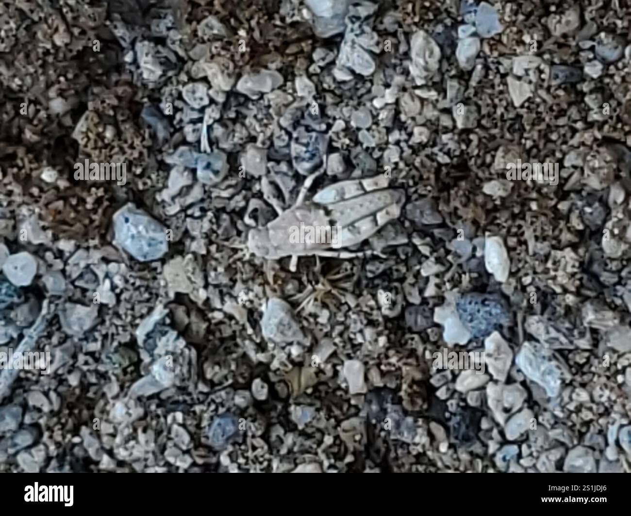 Cream Grasshopper (Cibolacris parviceps Stock Photo - Alamy