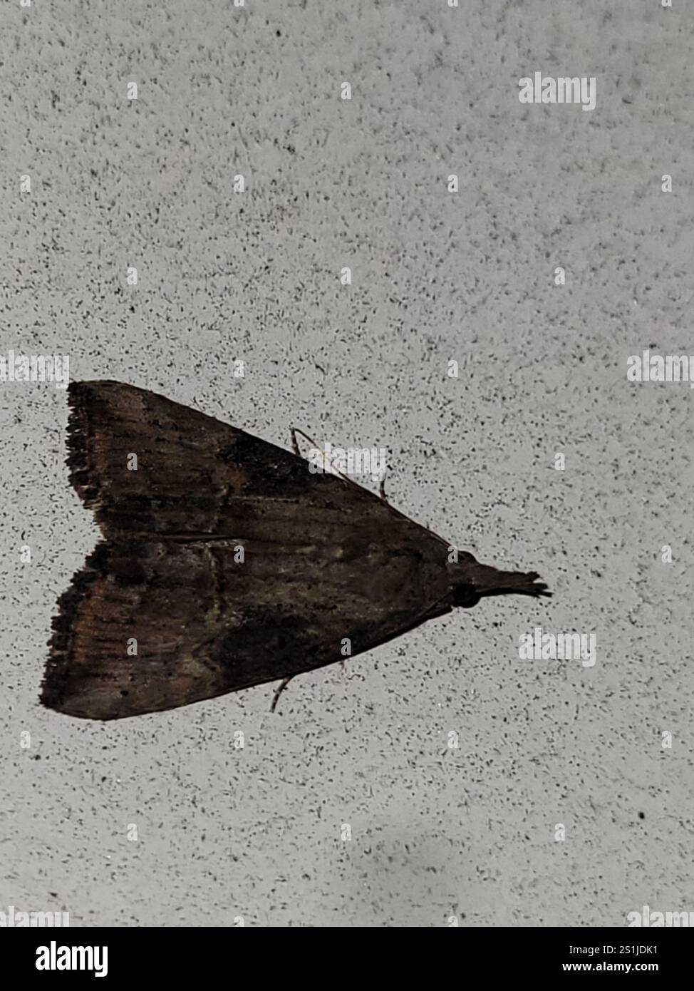 Green Cloverworm Moth (Hypena scabra Stock Photo - Alamy