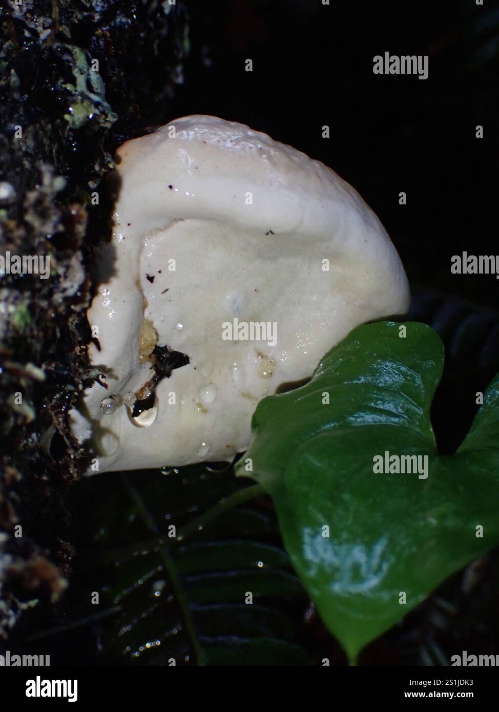 Northern Red Belt (Fomitopsis mounceae Stock Photo - Alamy