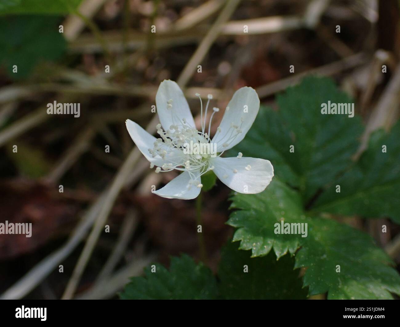 Five-leaf Dwarf Bramble (Rubus pedatus Stock Photo - Alamy
