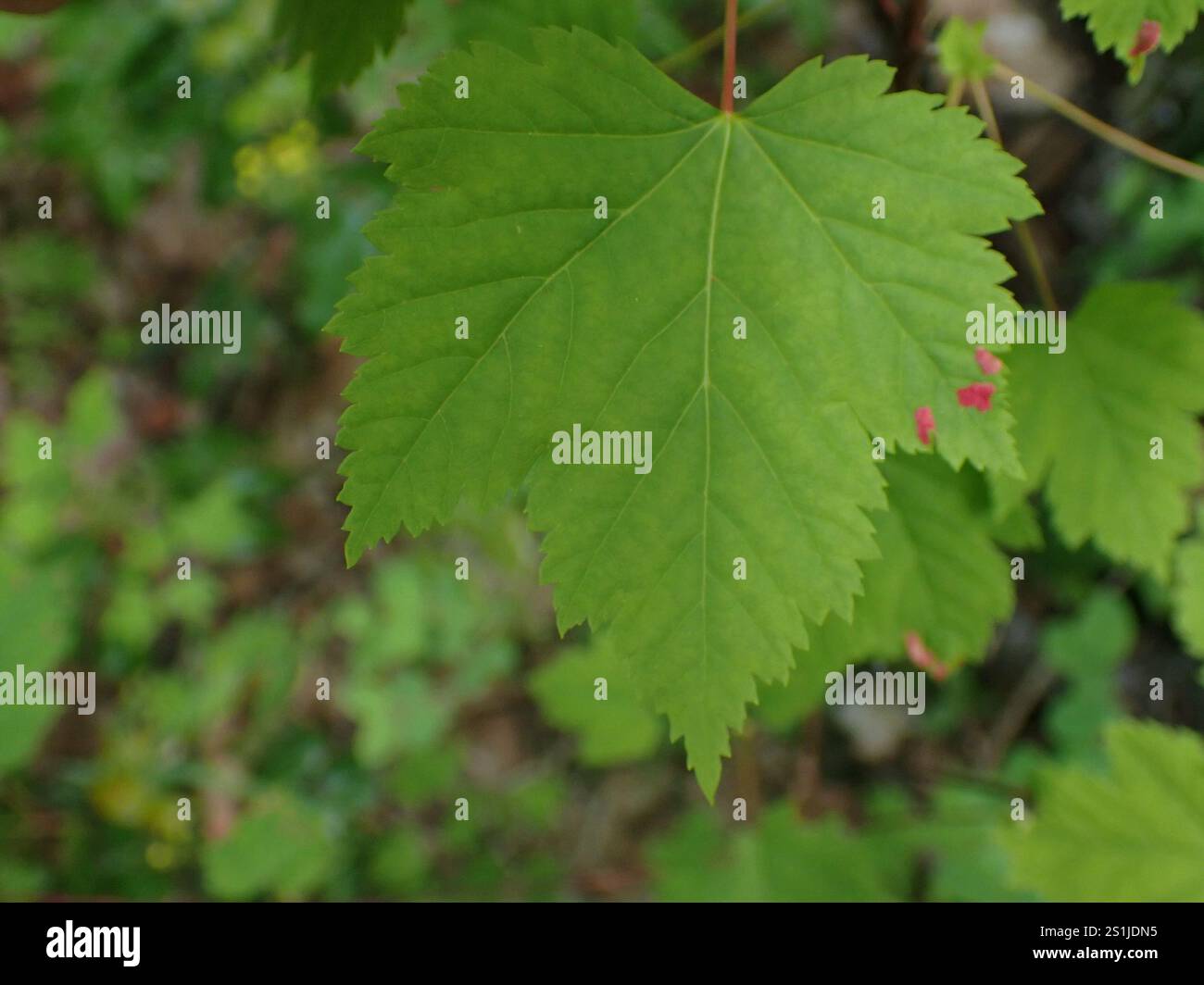 Rocky Mountain Maple Felt Mite (Aceria calaceris Stock Photo - Alamy