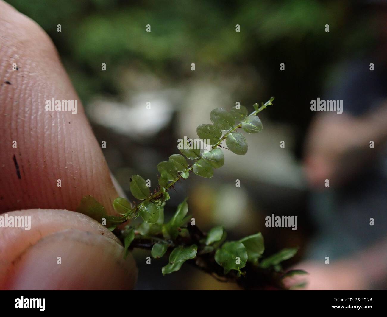 Long-beaked Thyme-moss (Plagiomnium rostratum Stock Photo - Alamy