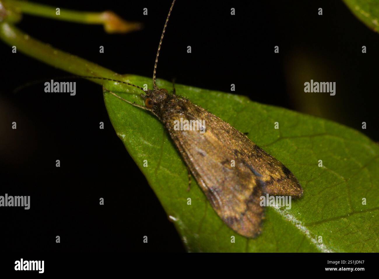 Curved-horn Moths (Gelechioidea Stock Photo - Alamy