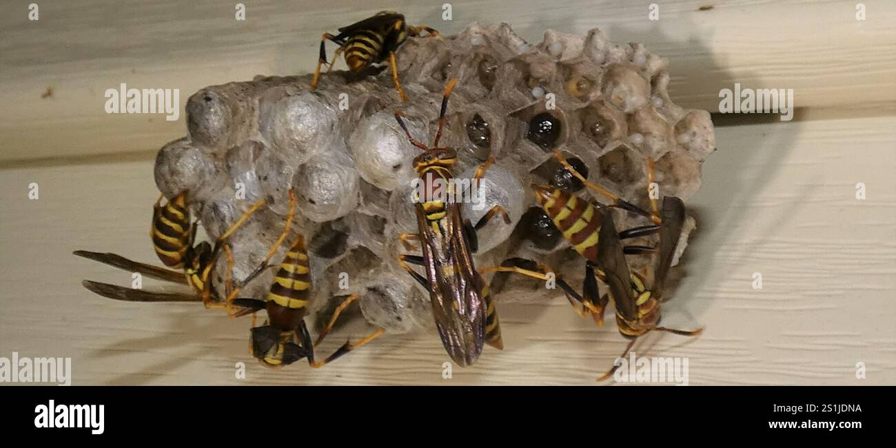 Guinea Paper Wasp (Polistes exclamans Stock Photo - Alamy