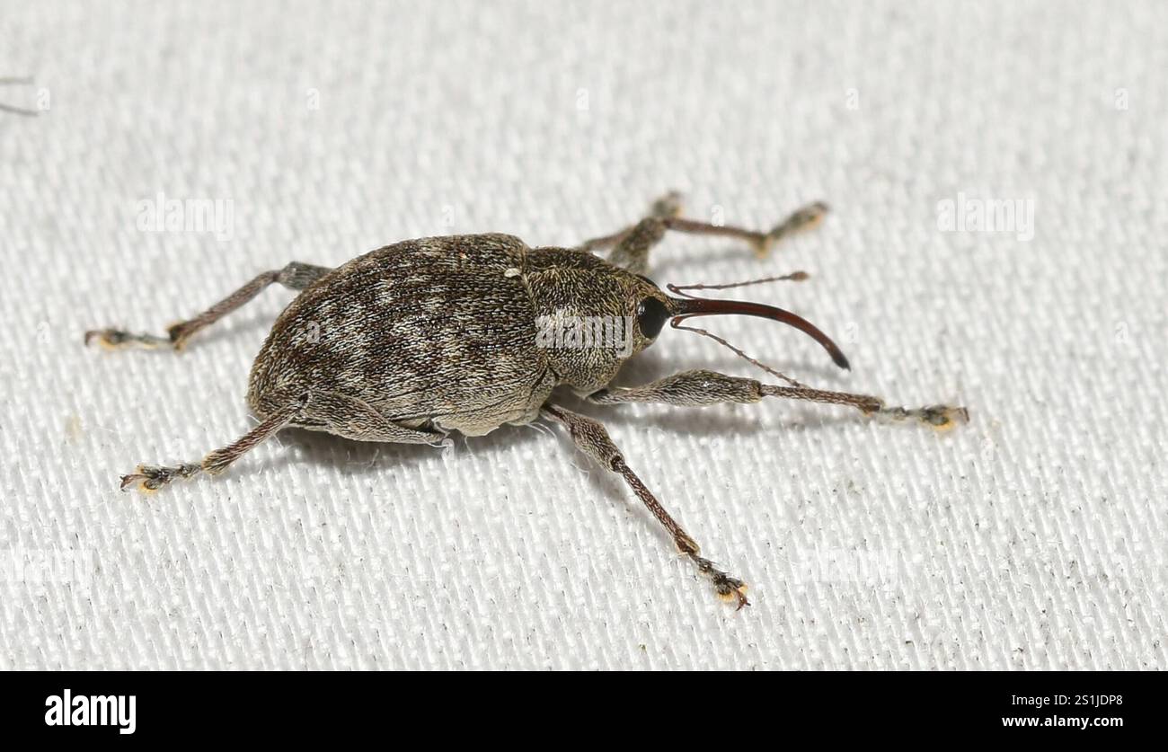 Nut and Acorn Weevils (Curculio Stock Photo - Alamy