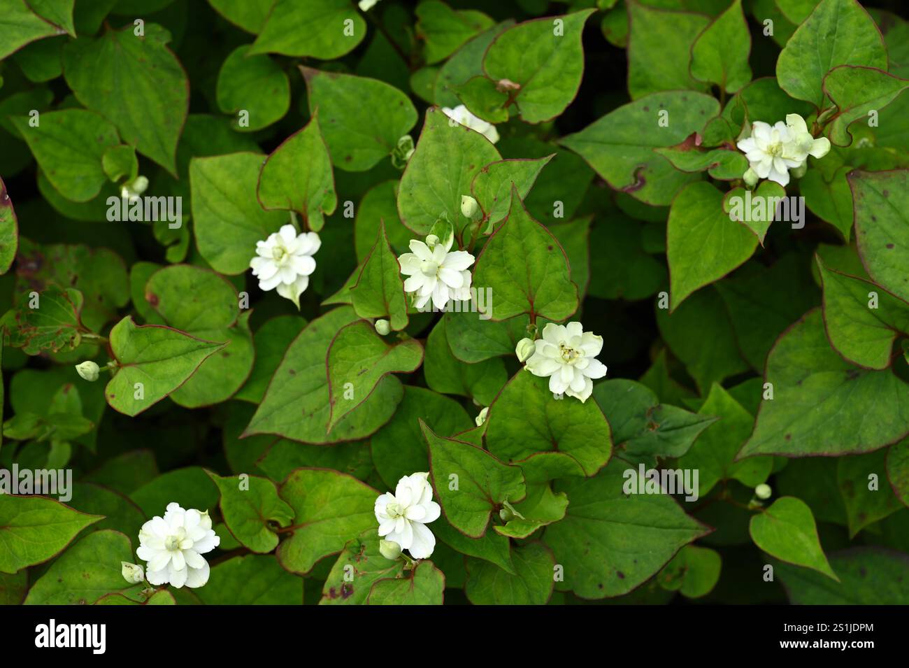 Double white summer flowers of Houttuynia Cordata Flore Plena in UK ...