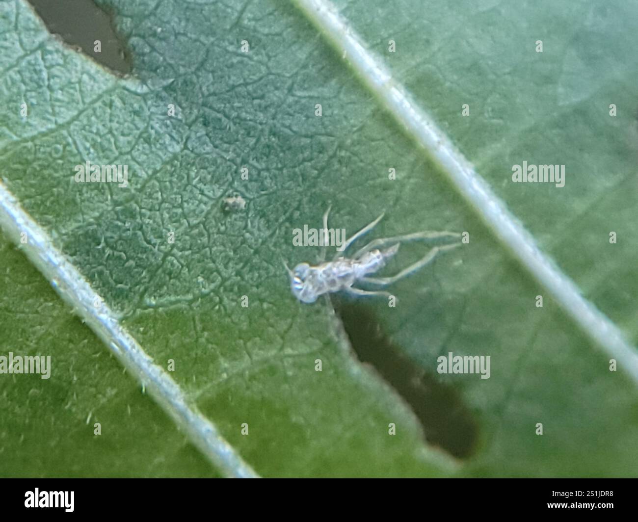 Winged and Once-winged Insects (Pterygota Stock Photo - Alamy
