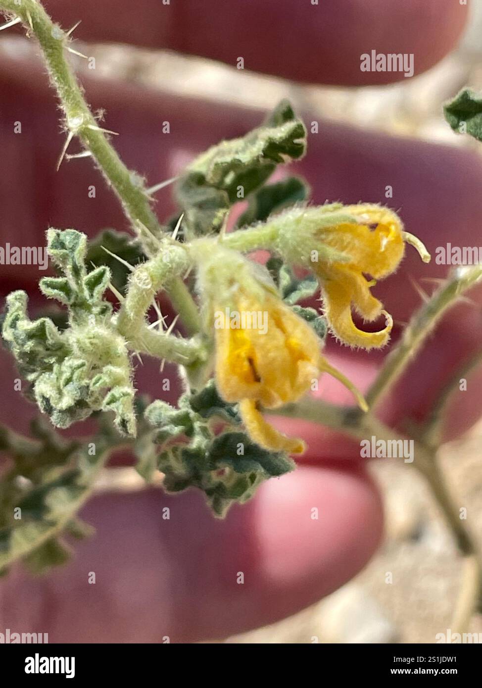 buffalo-bur (Solanum rostratum Stock Photo - Alamy