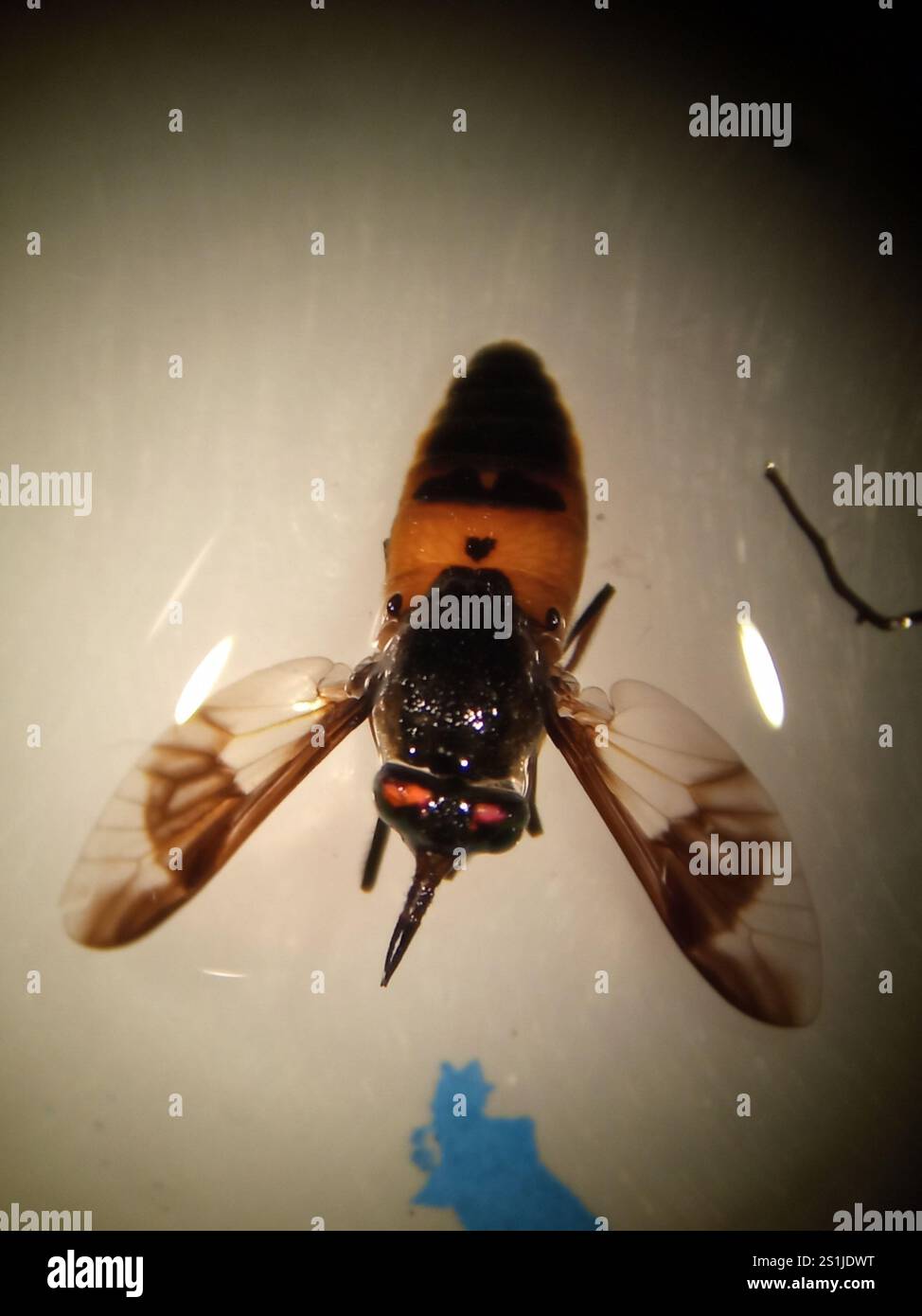 Square-spot Deer Fly (Chrysops viduatus Stock Photo - Alamy