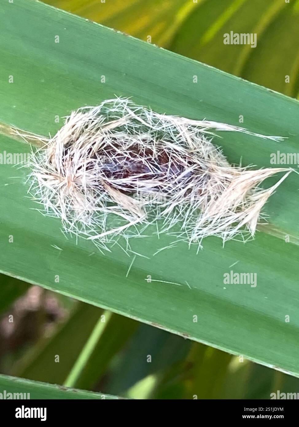 Edwards' Wasp Moth (Lymire edwardsii Stock Photo - Alamy
