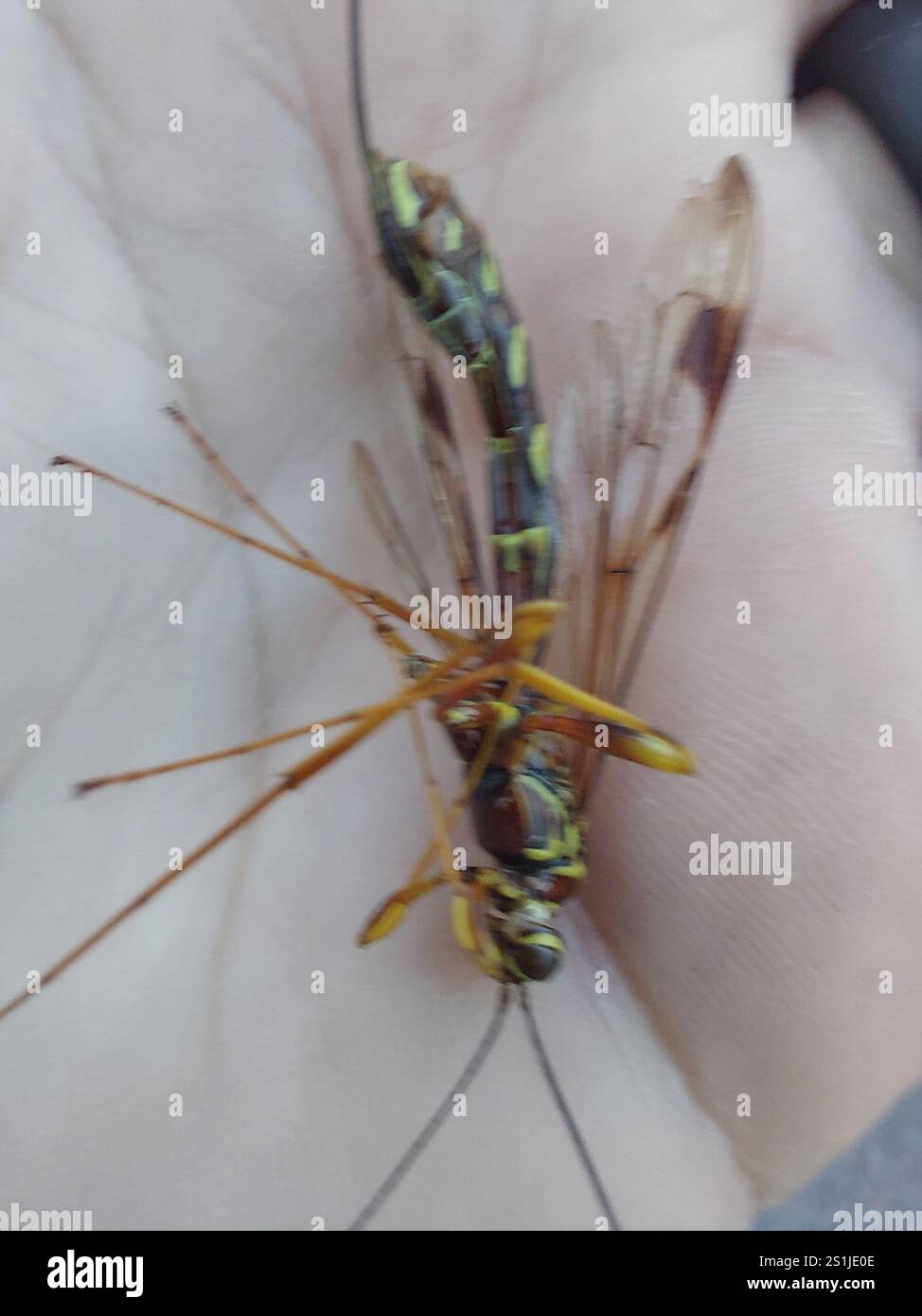 Long-tailed Giant Ichneumonid Wasp (Megarhyssa macrurus Stock Photo - Alamy