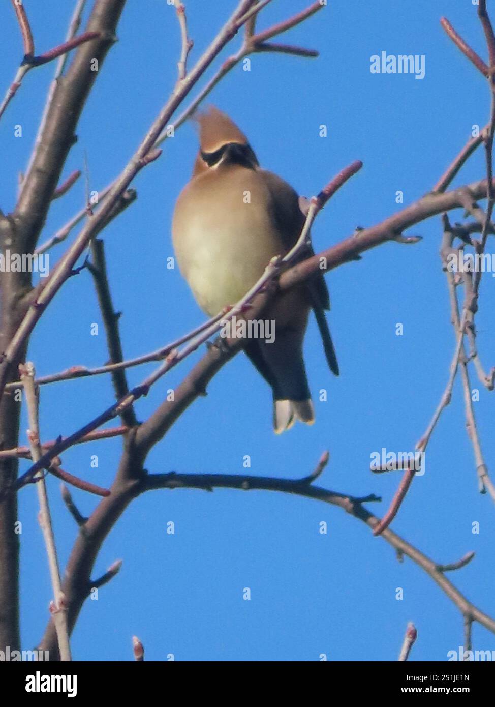 Cedar Waxwing (Bombycilla cedrorum Stock Photo - Alamy