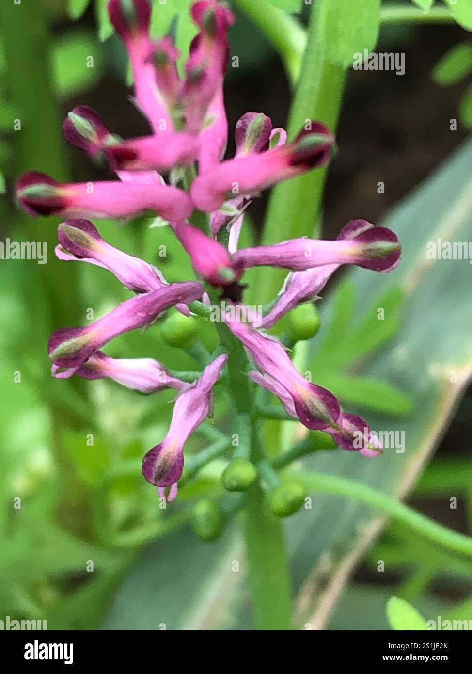 tall ramping-fumitory (Fumaria bastardii Stock Photo - Alamy