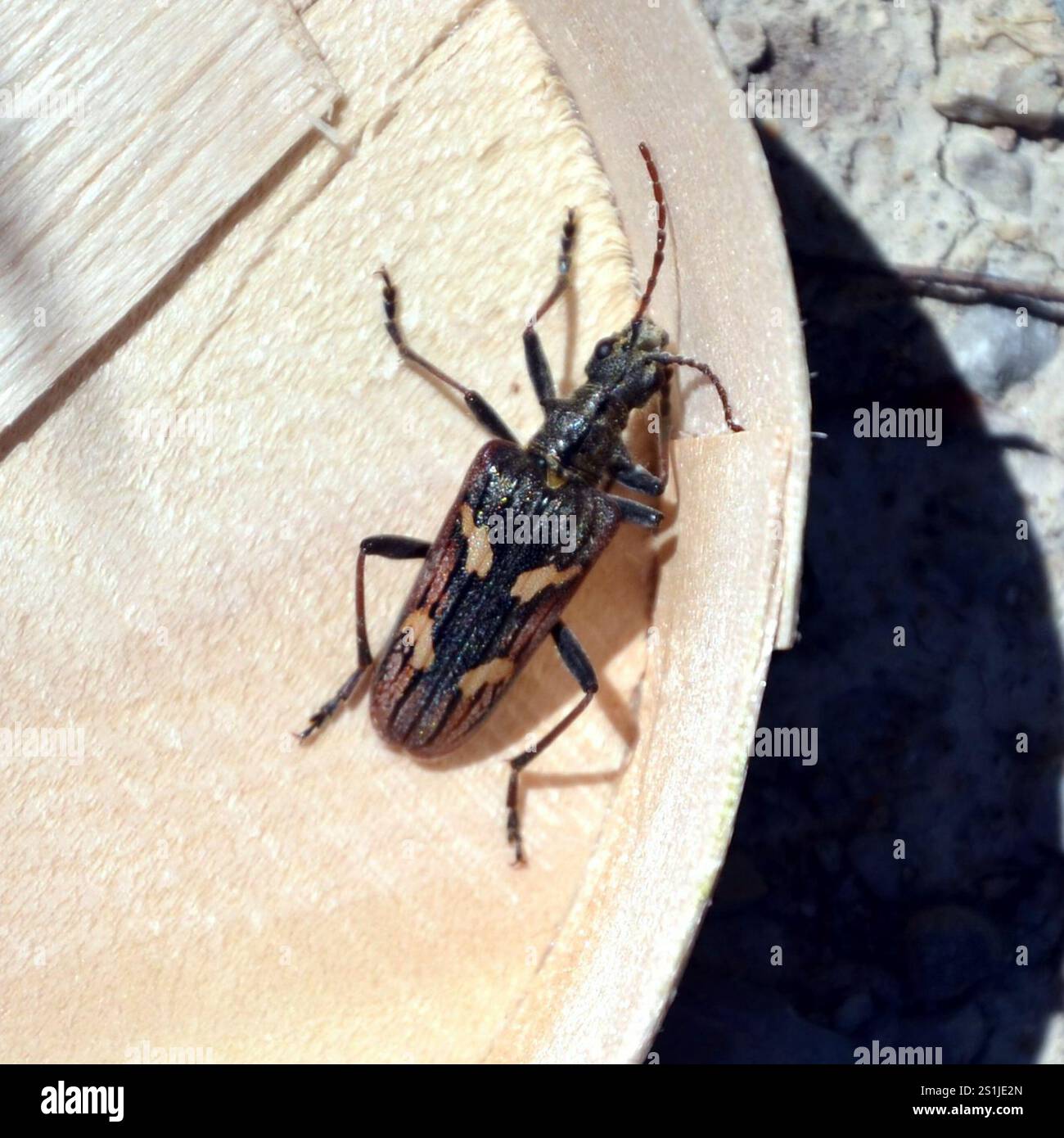 Two-banded Longhorn Beetle (Rhagium bifasciatum Stock Photo - Alamy